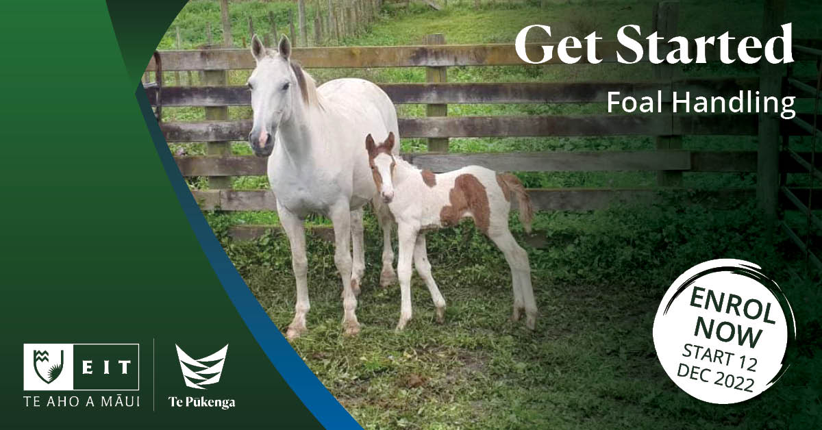 Foal Handling | EIT Hawke's Bay and Tairāwhiti