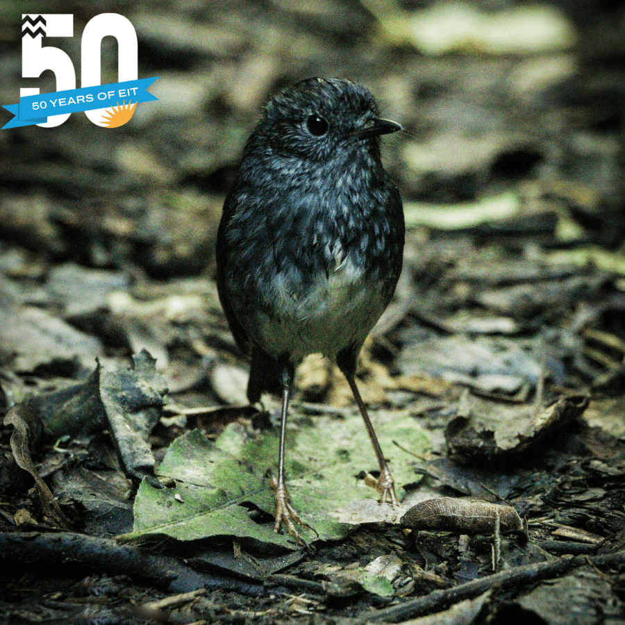 EIT student maps robin population in Hawke’s Bay conservation project | EIT Hawke's Bay and ...
